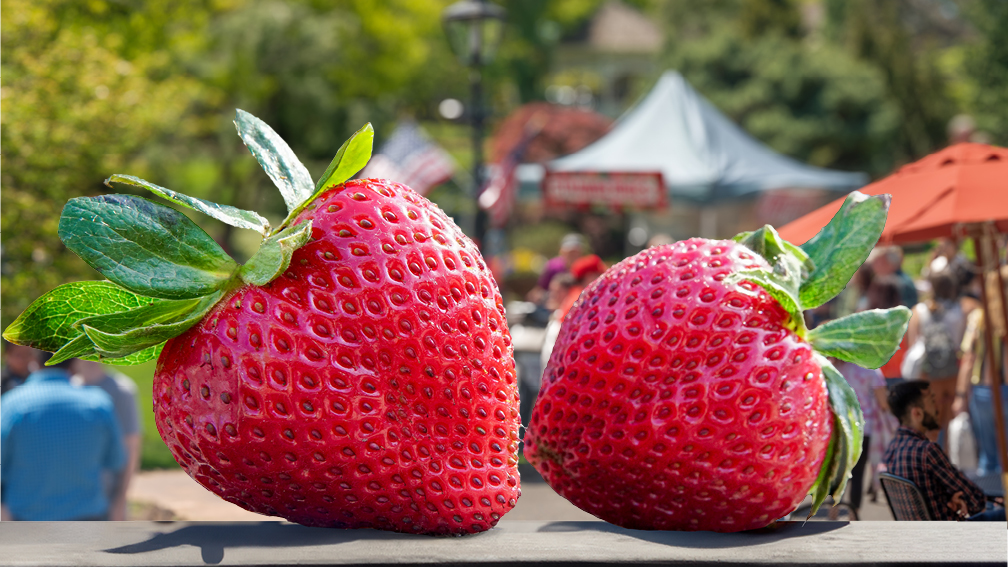 Strawberry Festival at Peddler's Village - Elementary Connections